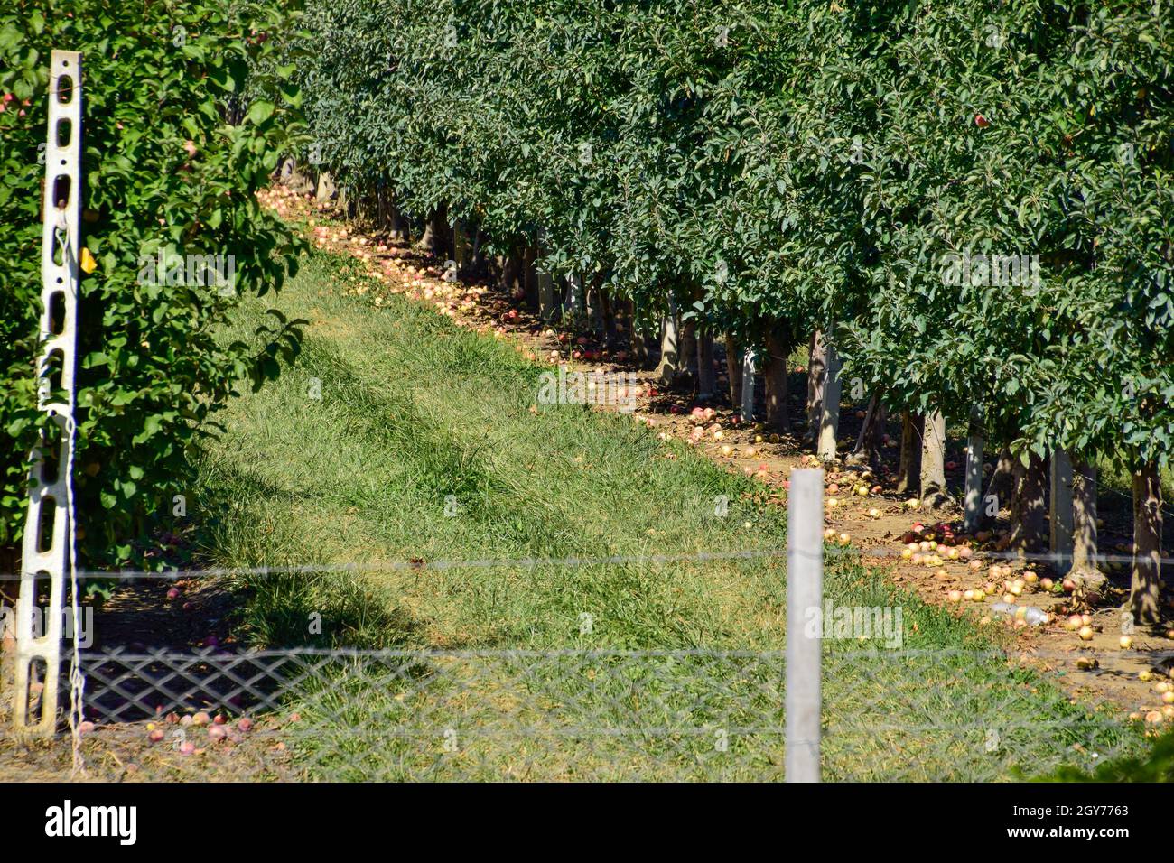 Apple orchard. Rows of trees and the fruit of the ground under the ...