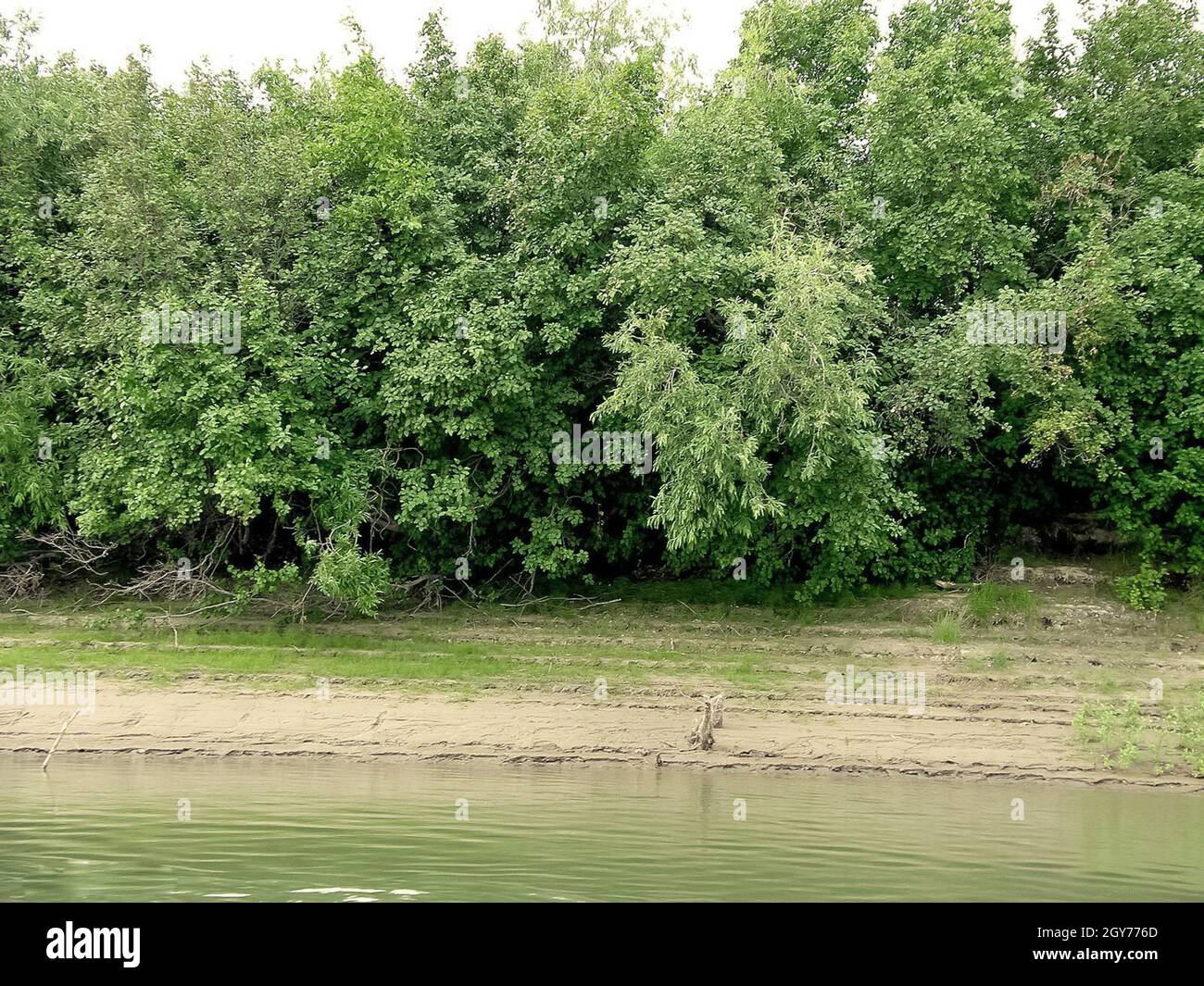River bank. Trees on the river bank Stock Photo - Alamy