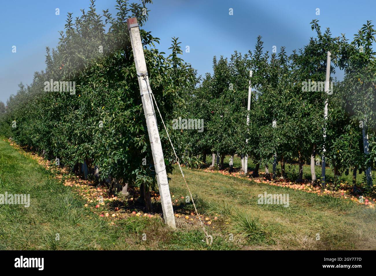 Apple orchard. Rows of trees and the fruit of the ground under the ...