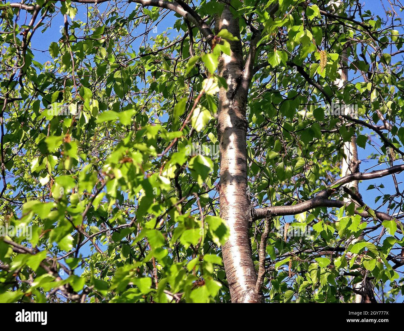 Birch with green leaves in summer. Thicket birches Stock Photo - Alamy