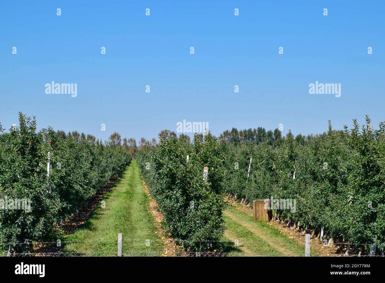 Apple orchard. Rows of trees and the fruit of the ground under the ...