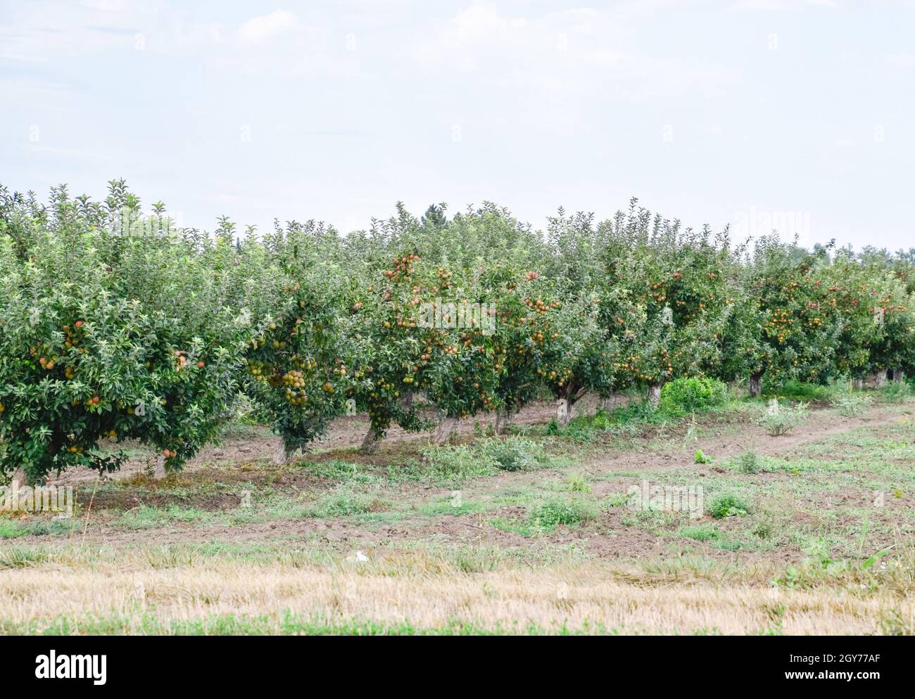 Apple orchard. Rows of trees and the fruit of the ground under the ...