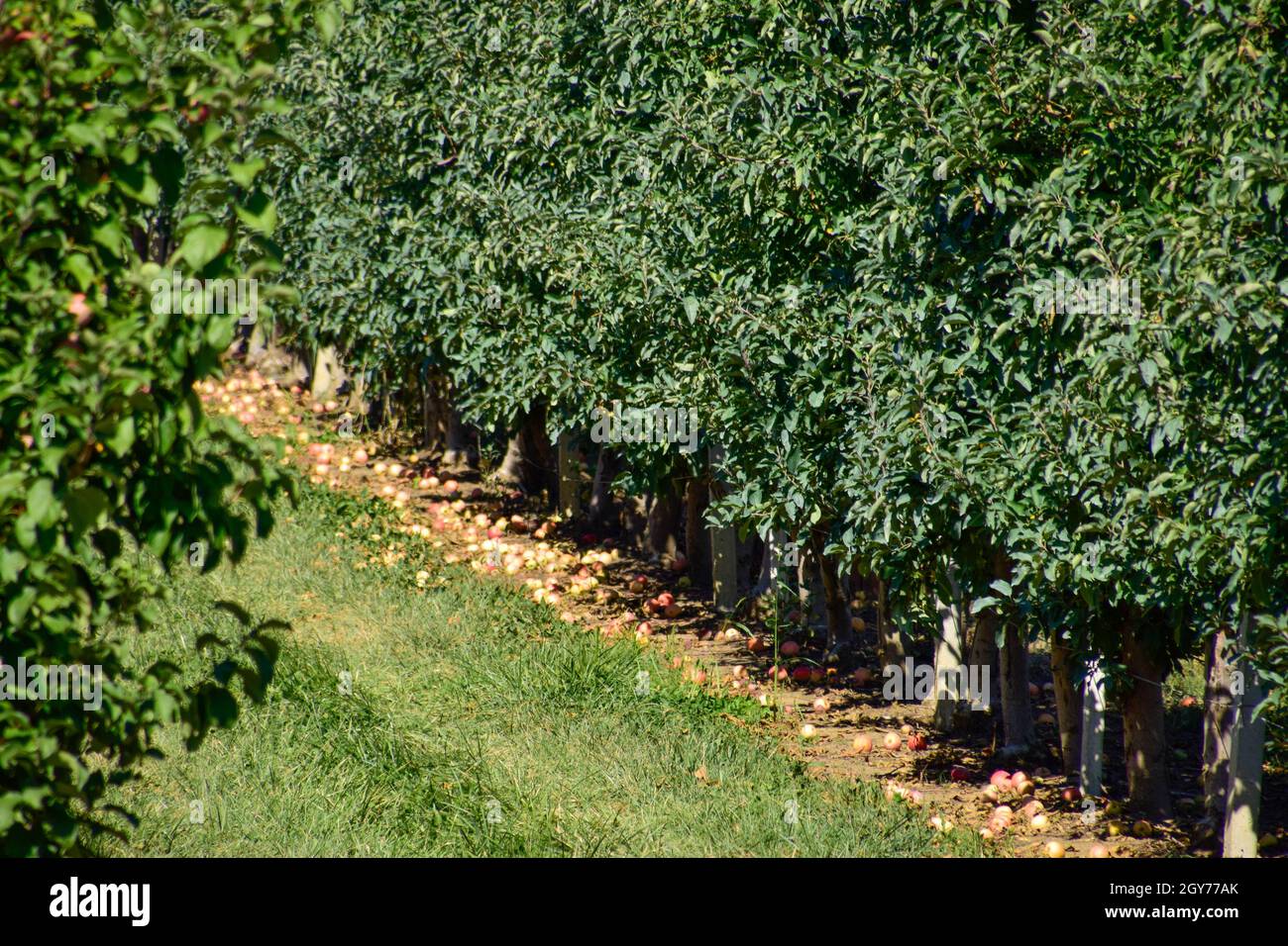 Apple orchard. Rows of trees and the fruit of the ground under the ...