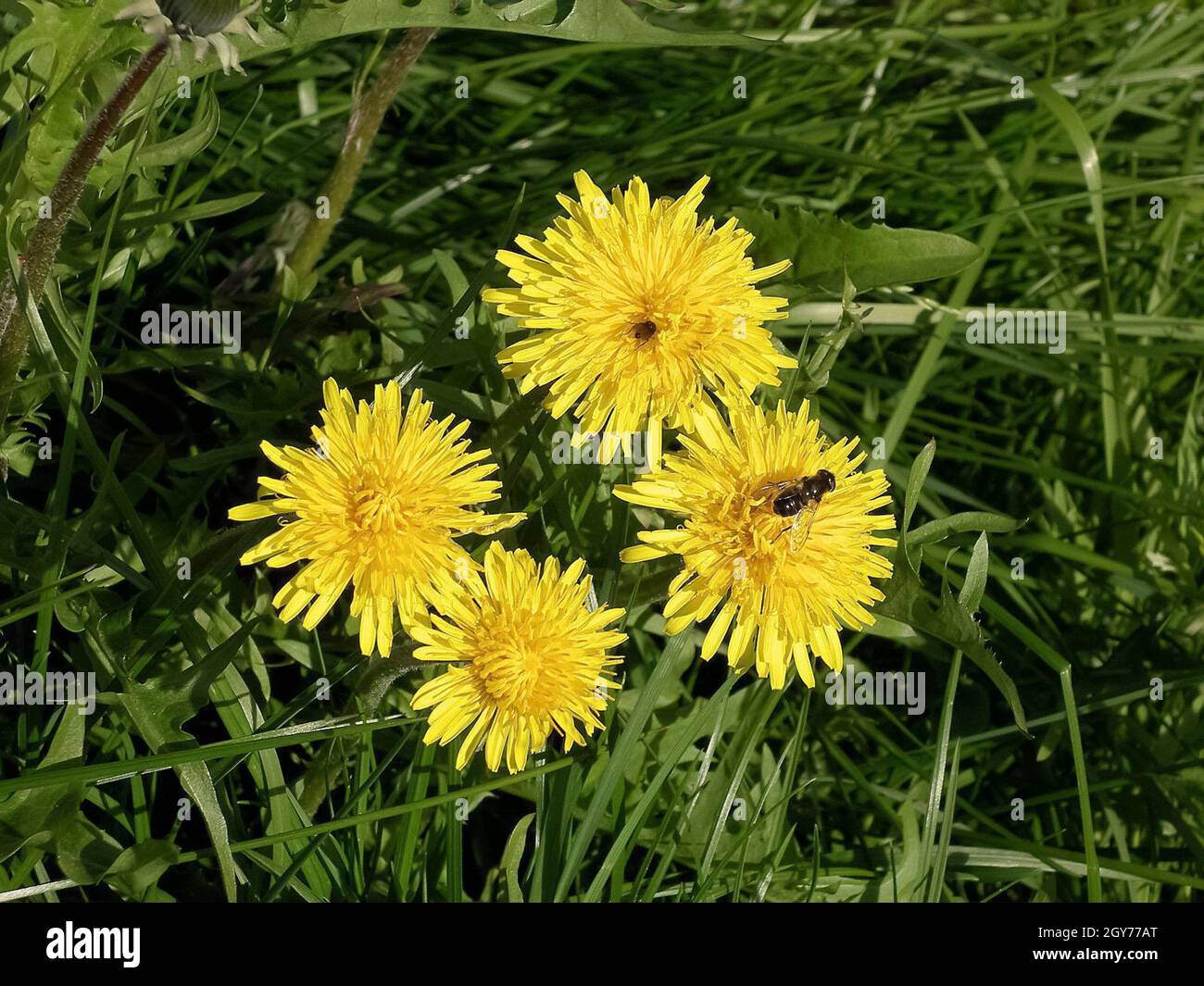 Flowering dandelion in a meadow. Northern dandelion in the tundra Stock ...