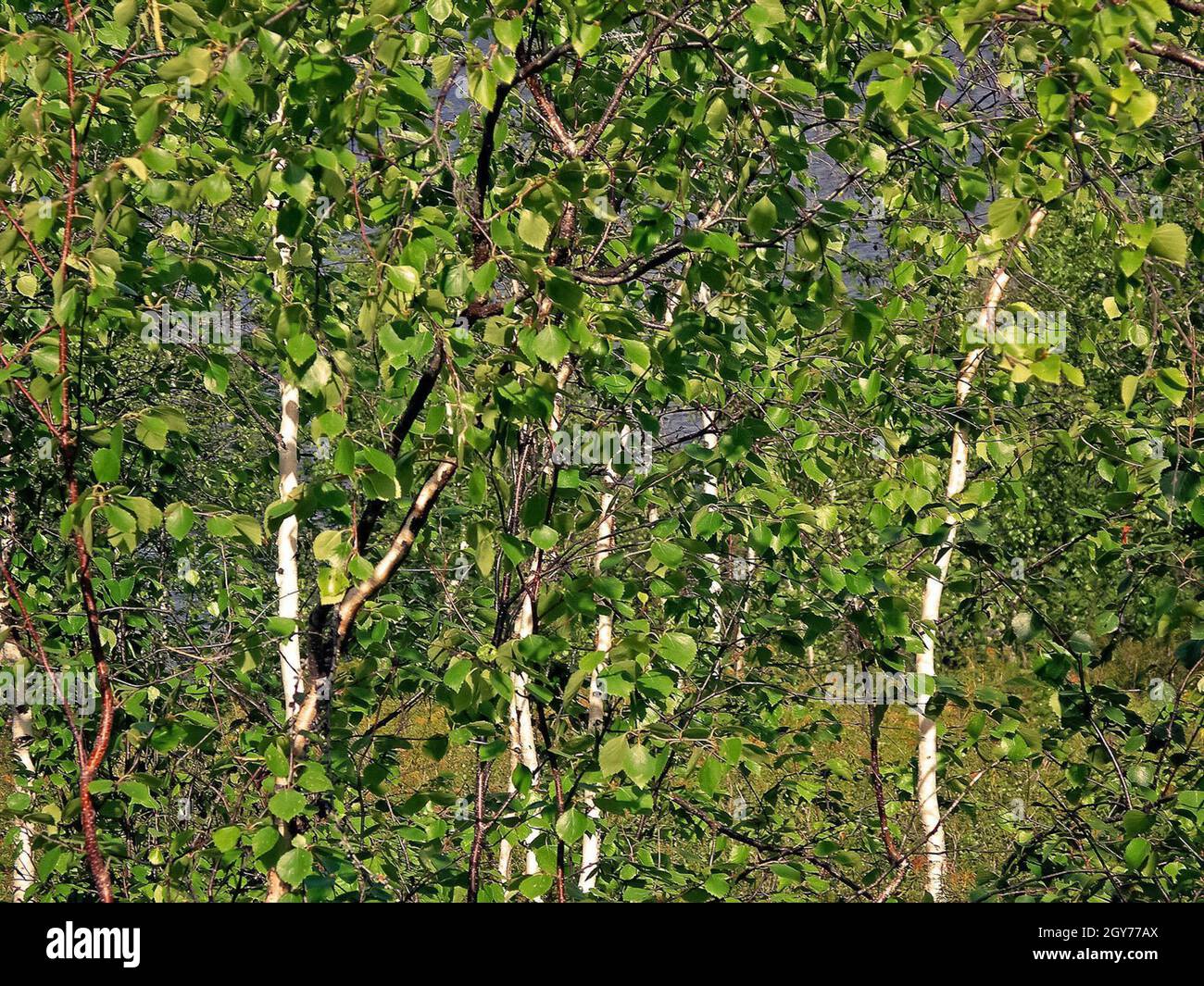 Birch with green leaves in summer. Thicket birches Stock Photo - Alamy