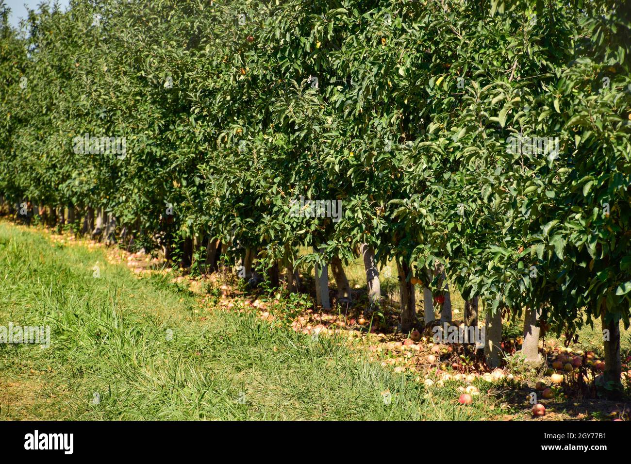 Apple orchard. Rows of trees and the fruit of the ground under the ...