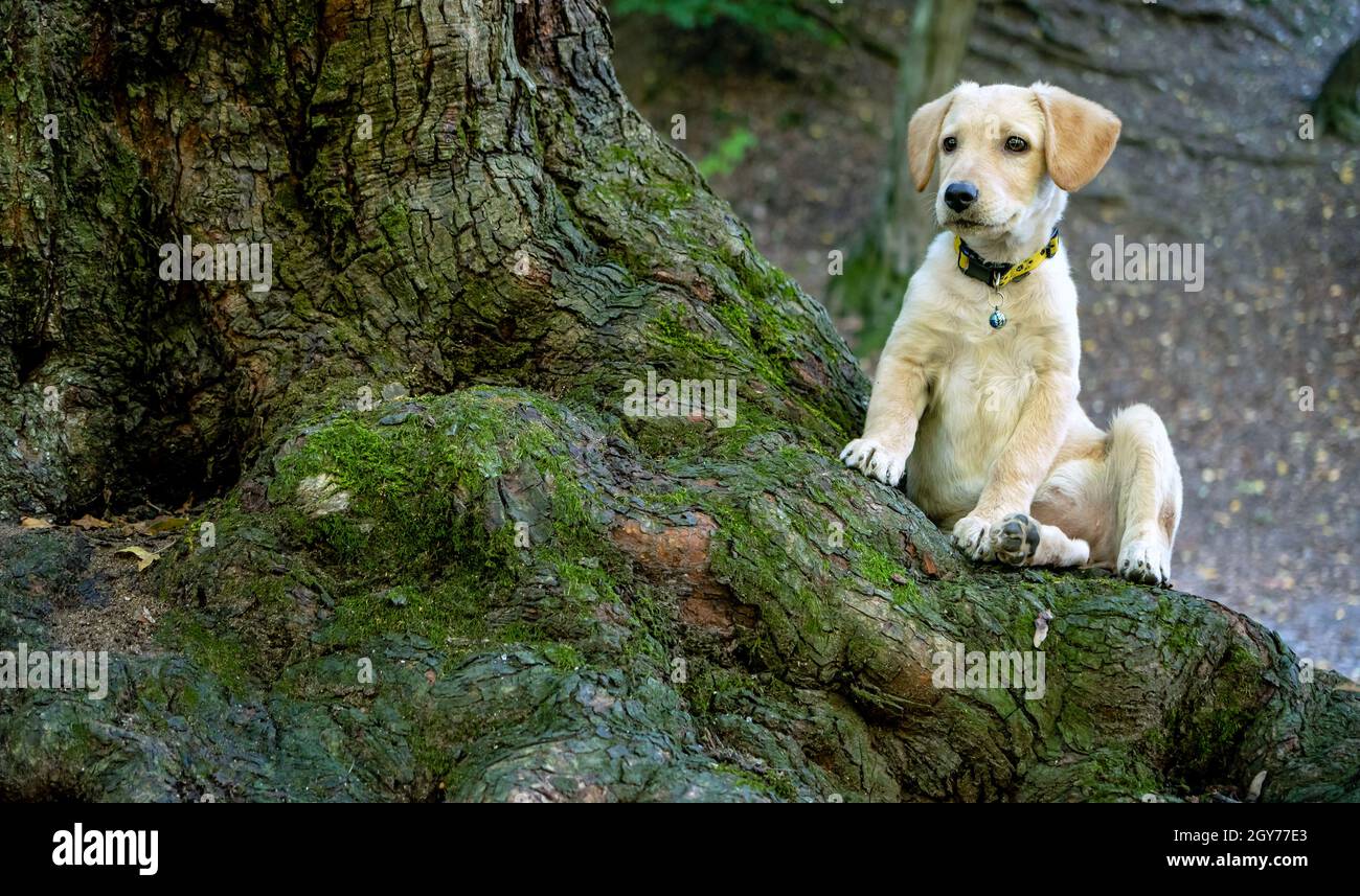 Abandoned puppy of a mix of retriever and labrador lying on the moss on ...