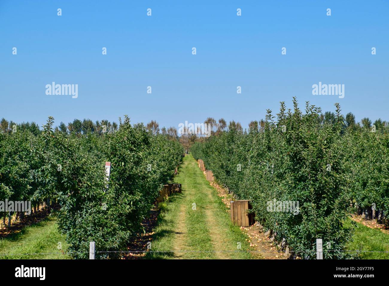 Apple orchard. Rows of trees and the fruit of the ground under the ...