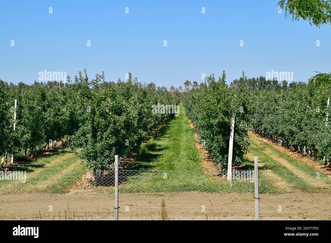 Apple orchard. Rows of trees and the fruit of the ground under the ...
