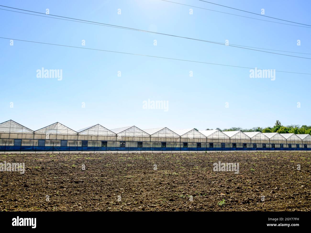 Polycarbonate greenhouses. Greenhouse complex. Greenhouses for growing ...