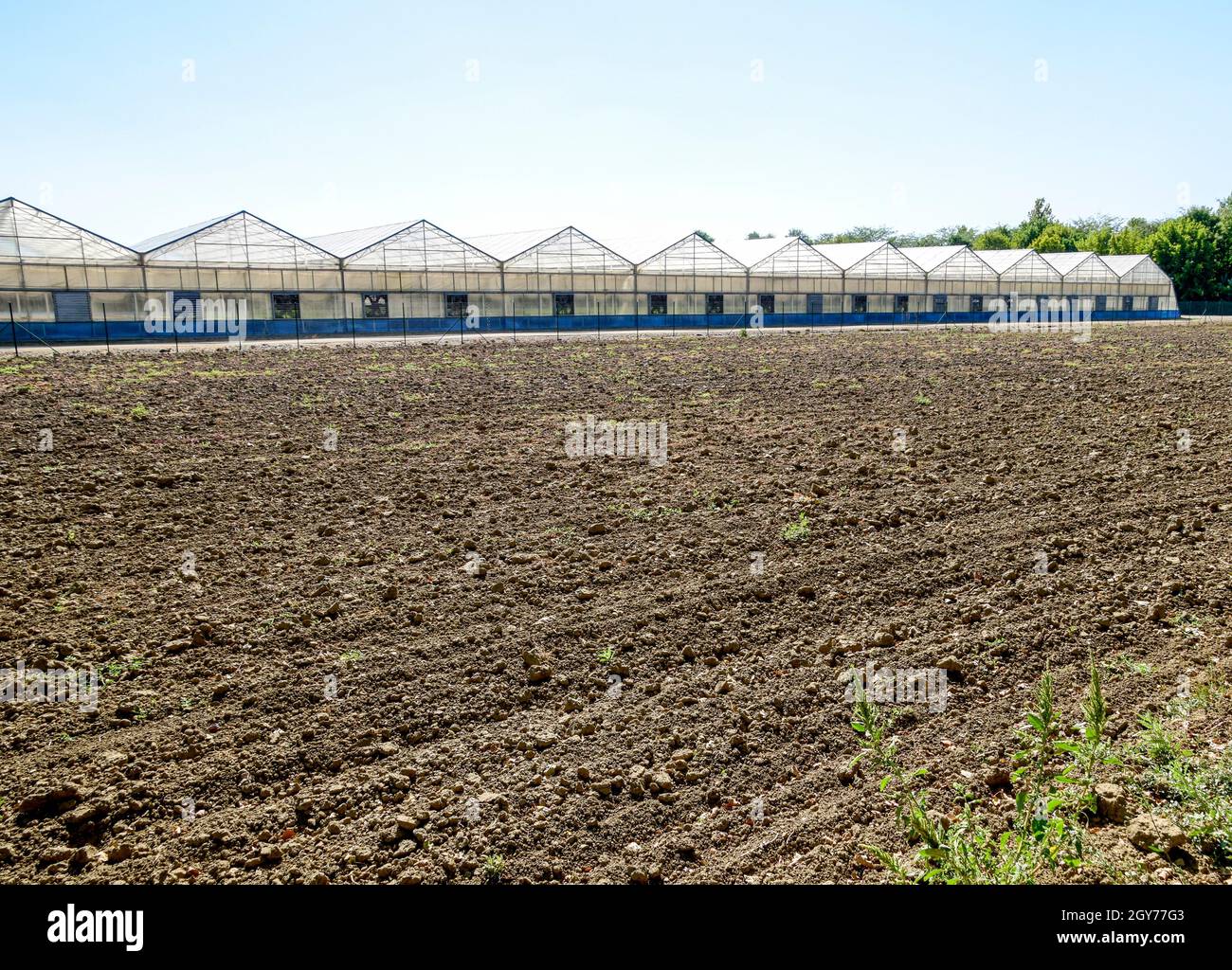 Polycarbonate greenhouses. Greenhouse complex. Greenhouses for growing ...
