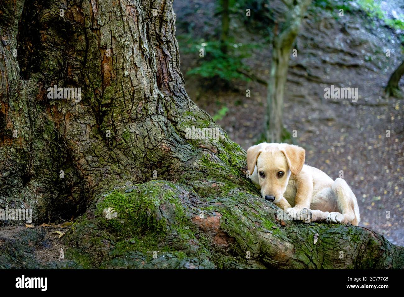 Abandoned puppy of a mix of retriever and labrador lying on the moss on ...