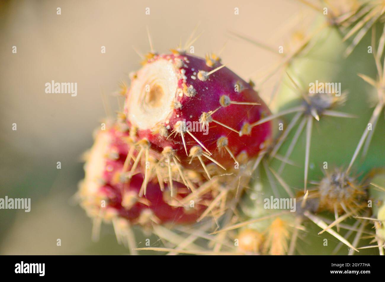 Cactus from the family of perennial flowering plants of the order of ...
