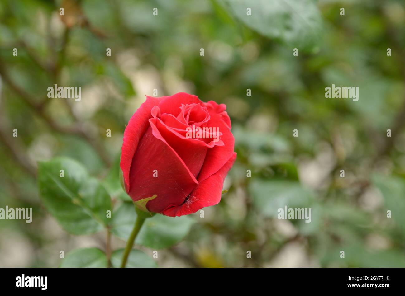 Red rose flower close up Stock Photo - Alamy