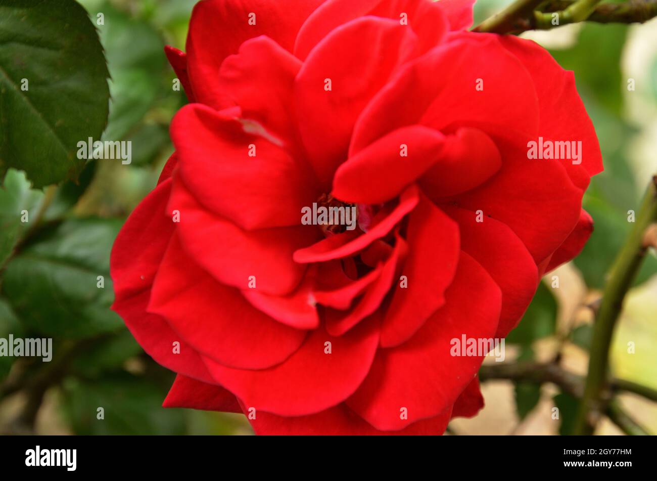 Red rose flower close up Stock Photo - Alamy