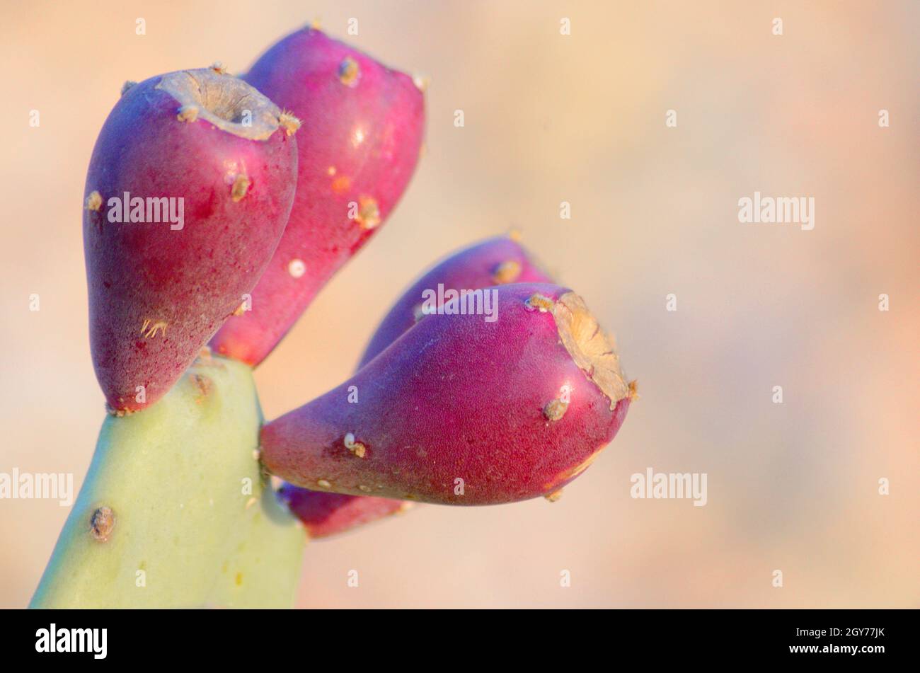 Cactus from the family of perennial flowering plants of the order of ...