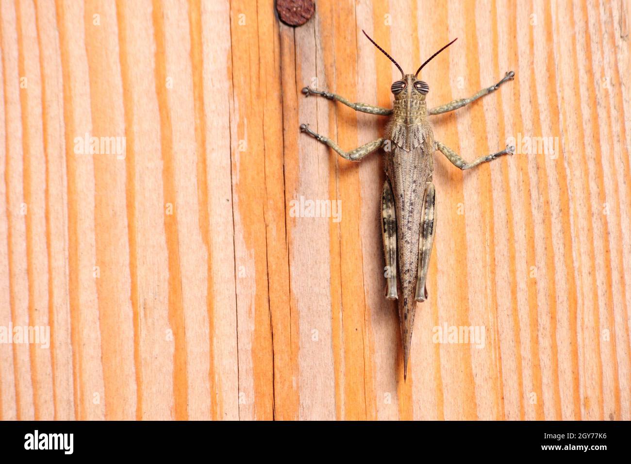 Gray Locust, harmful insect eating vegetation Stock Photo - Alamy