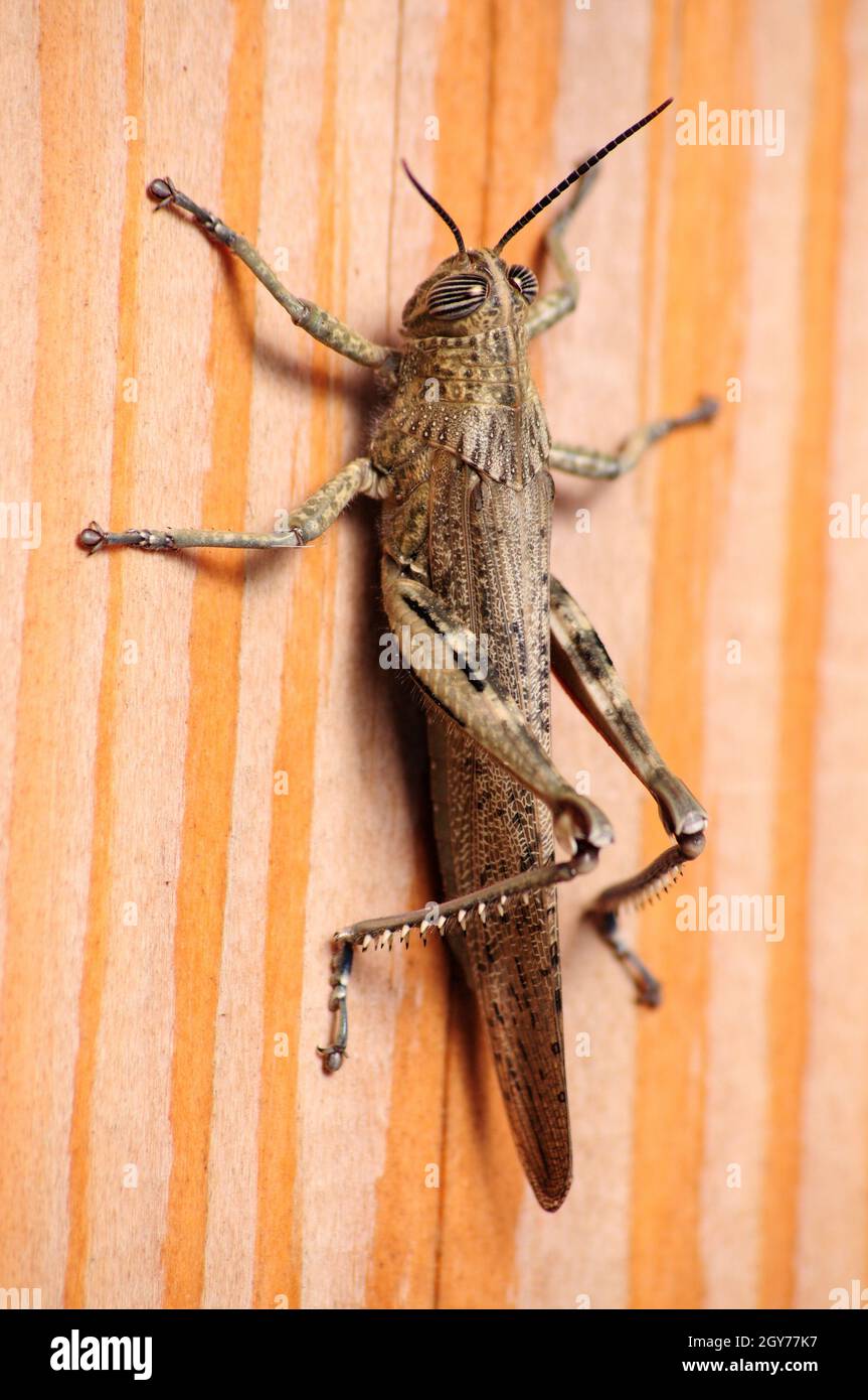 Gray Locust, harmful insect eating vegetation Stock Photo - Alamy