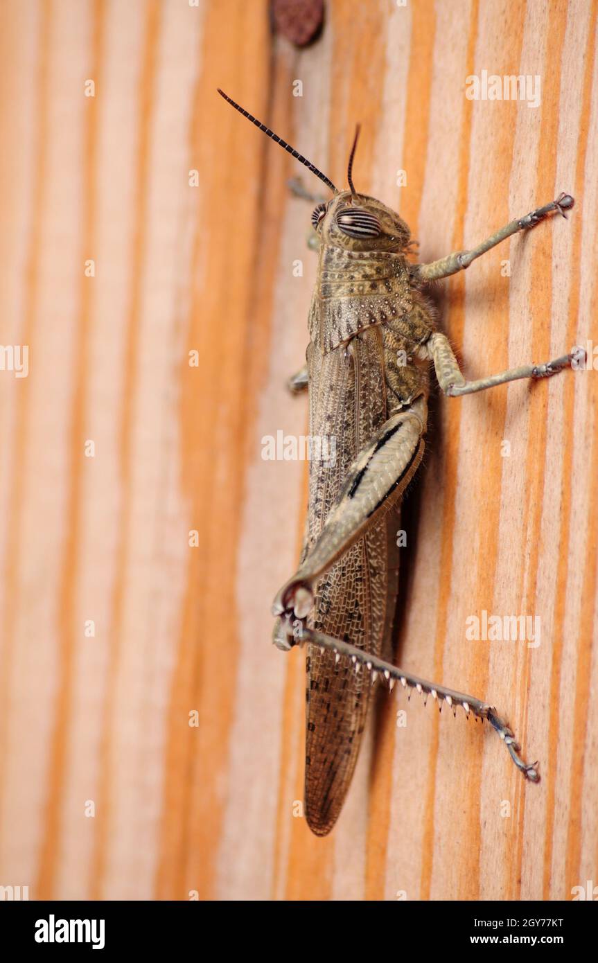 Gray Locust, harmful insect eating vegetation Stock Photo - Alamy