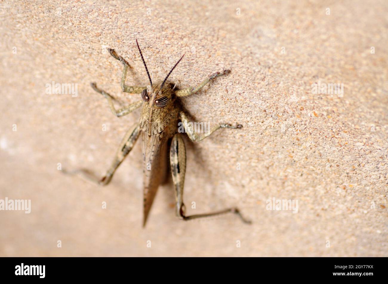 Gray Locust, harmful insect eating vegetation Stock Photo - Alamy