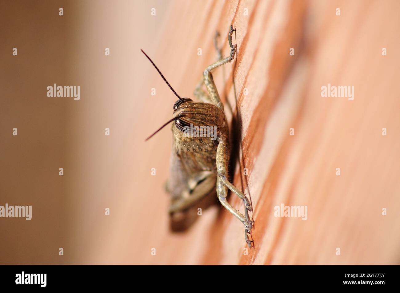 Gray Locust, harmful insect eating vegetation Stock Photo - Alamy
