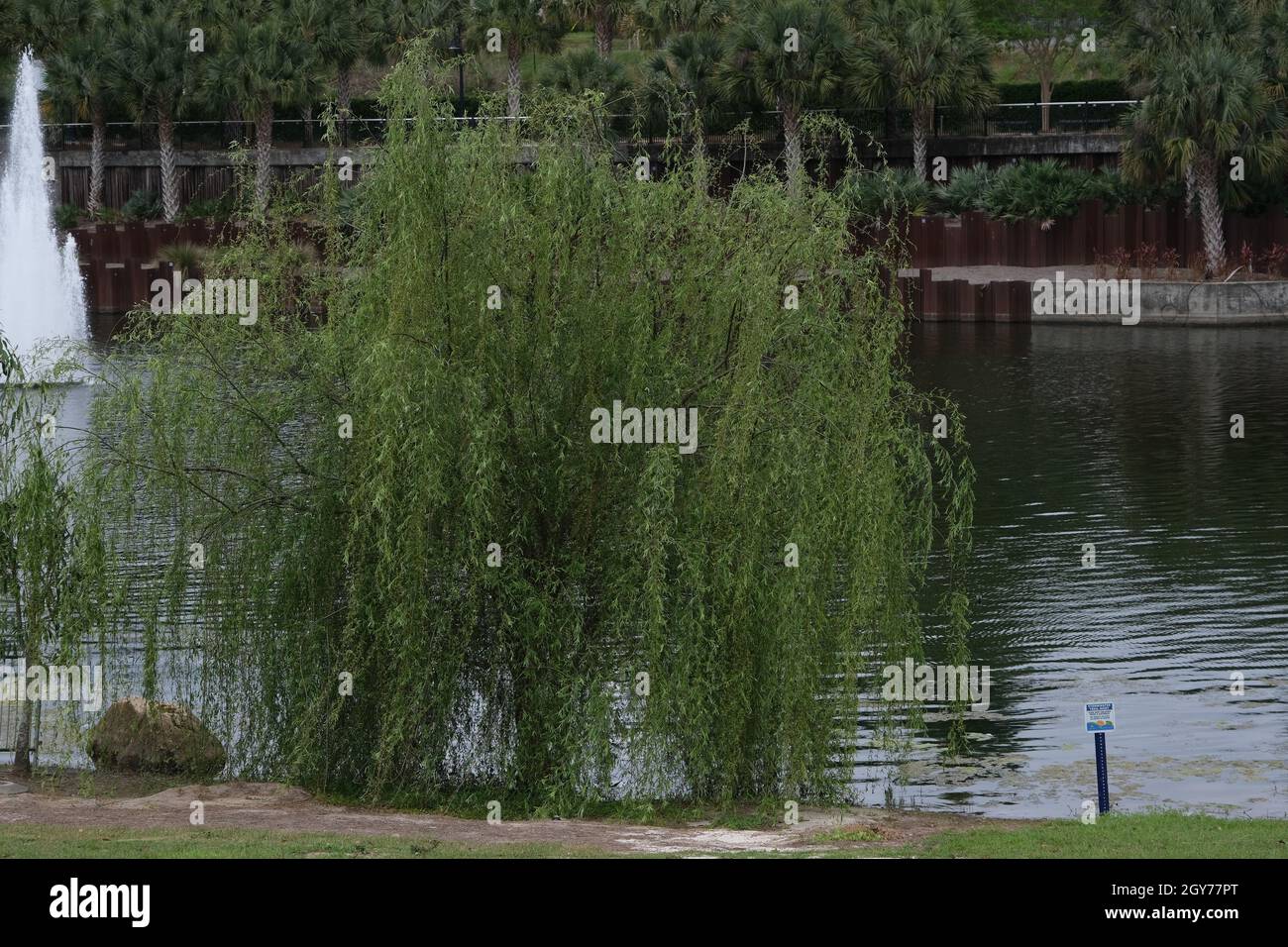 Babylon weeping willow next to placid park lake in Cascade Park in ...