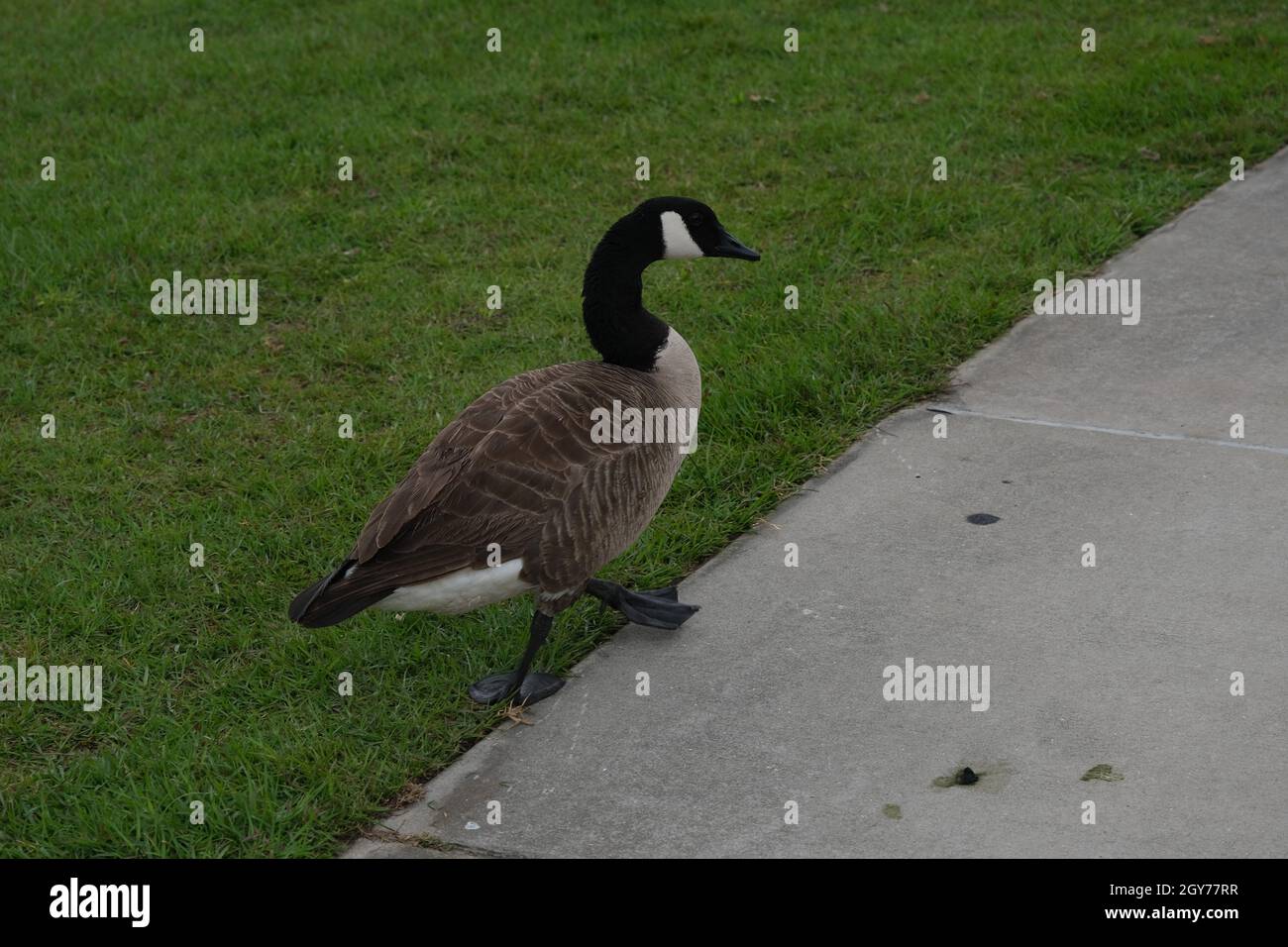 American black duck florida hi-res stock photography and images - Alamy