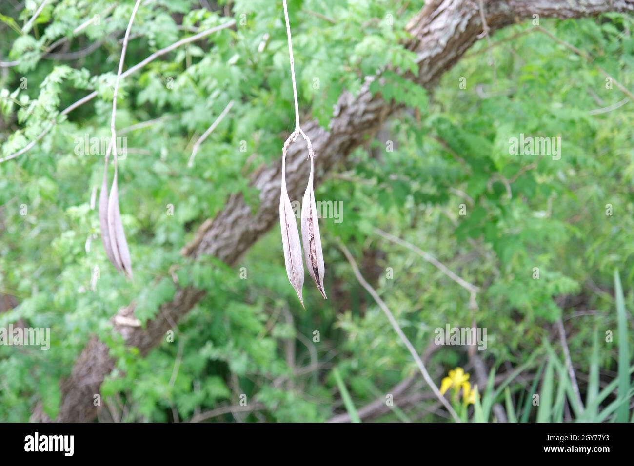Trumpet creeper seed pods within thicket closeup in Tom Brown Park in ...