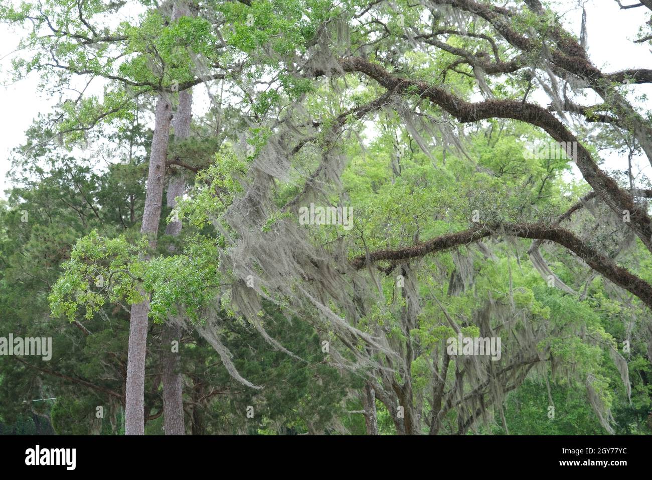Medium shot of spanish moss blowing in the wind in Tom Brown Park in ...