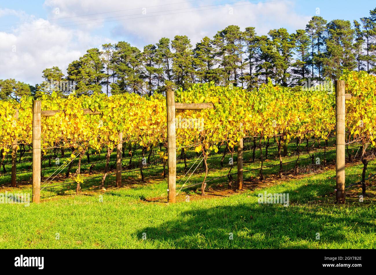Vineyard of Seville Hill Winery in autumn colours - Seville, Victoria ...
