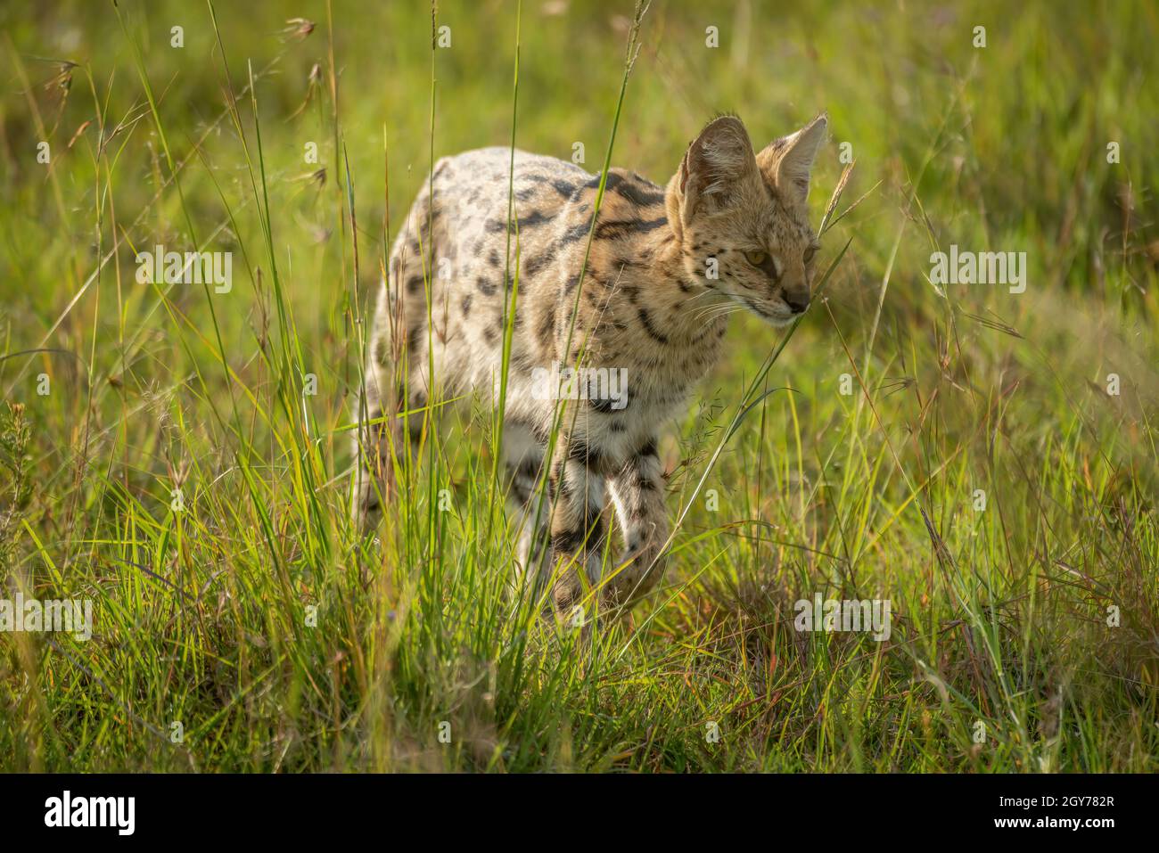 Serval walks through long grass staring ahead Stock Photo - Alamy