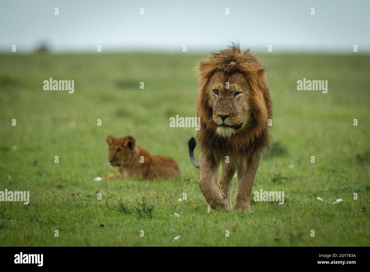 Male lion walks away from lion cub Stock Photo - Alamy
