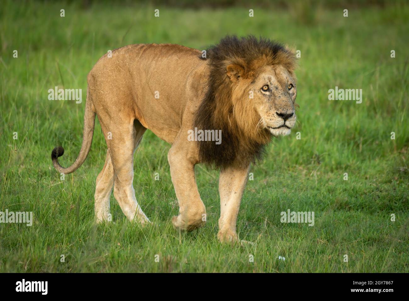 Male lion walks across grass lifting paw Stock Photo - Alamy