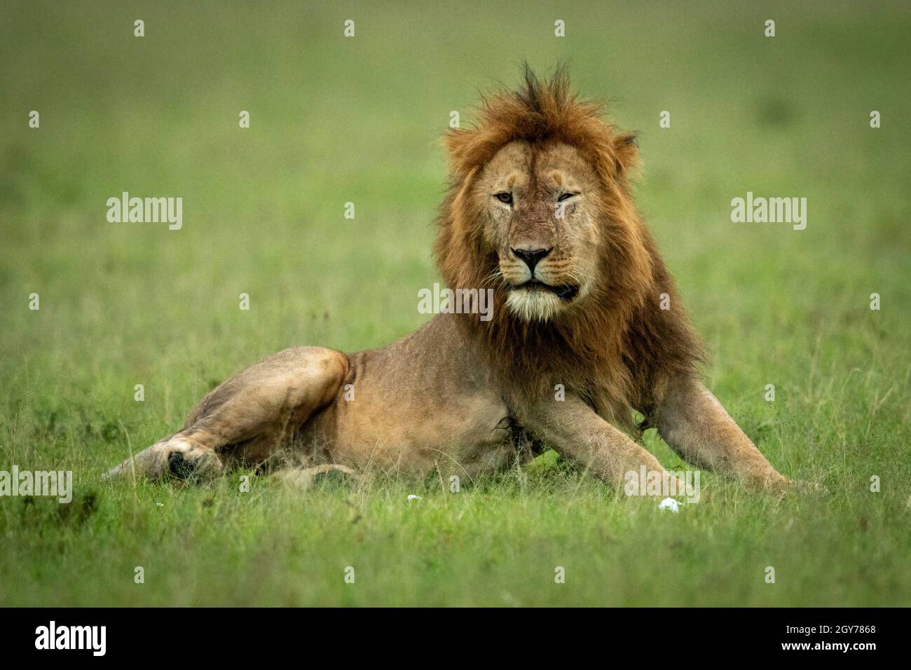 Male lion with damaged eye lying down Stock Photo - Alamy