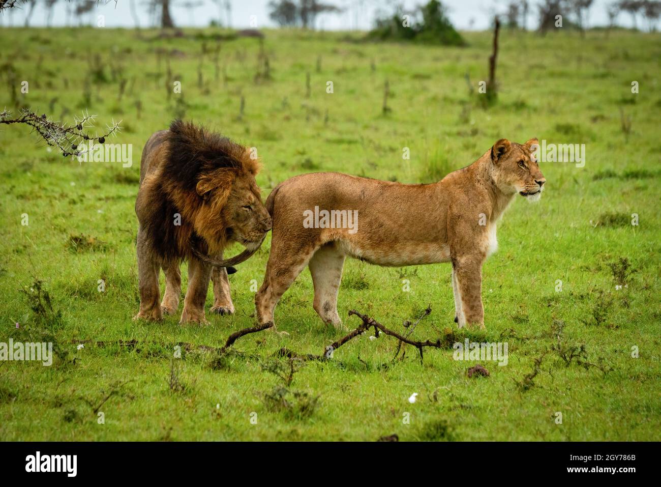 Male lion stands sniffing rear of lioness Stock Photo - Alamy