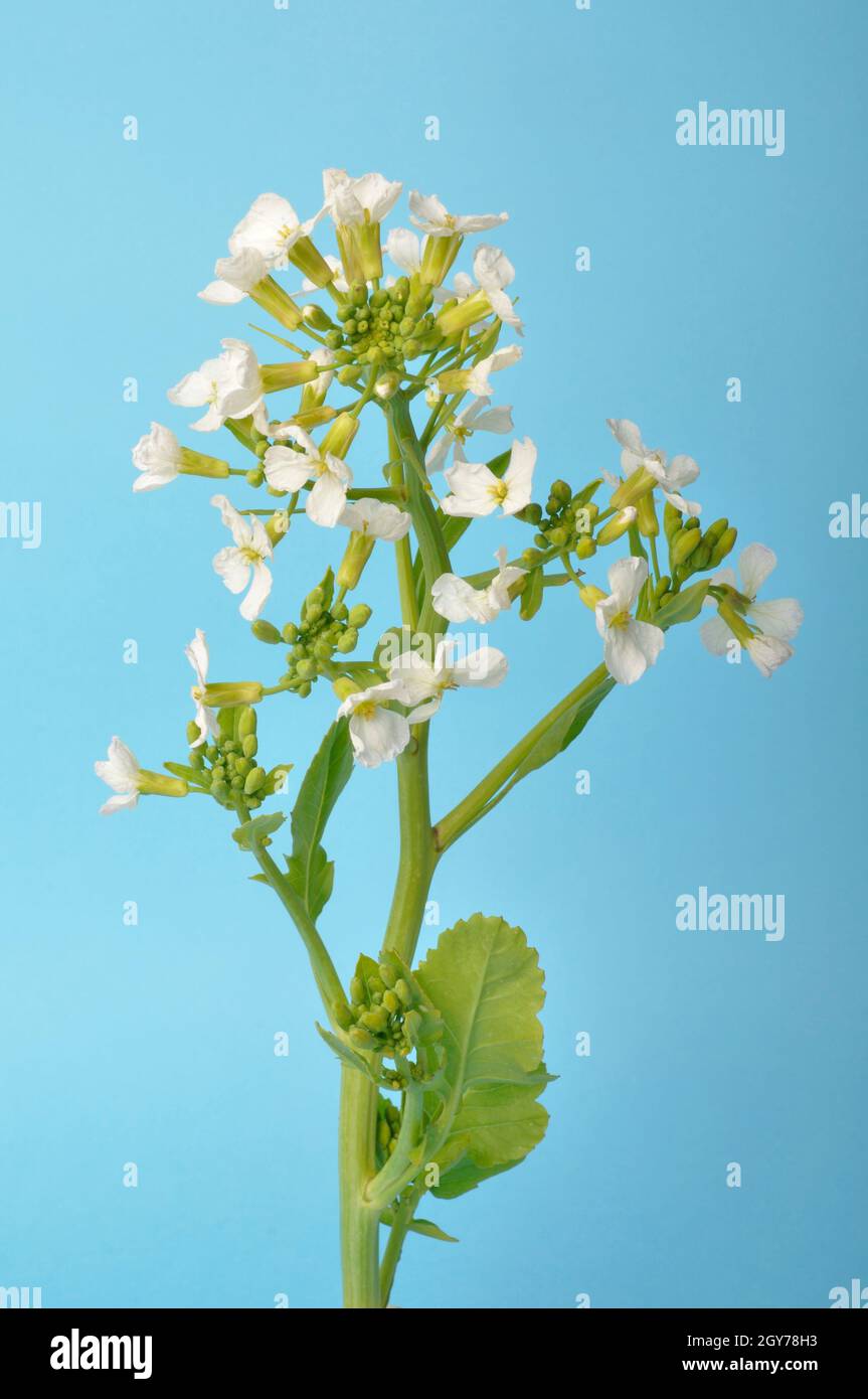 White mustard on blue background Stock Photo - Alamy