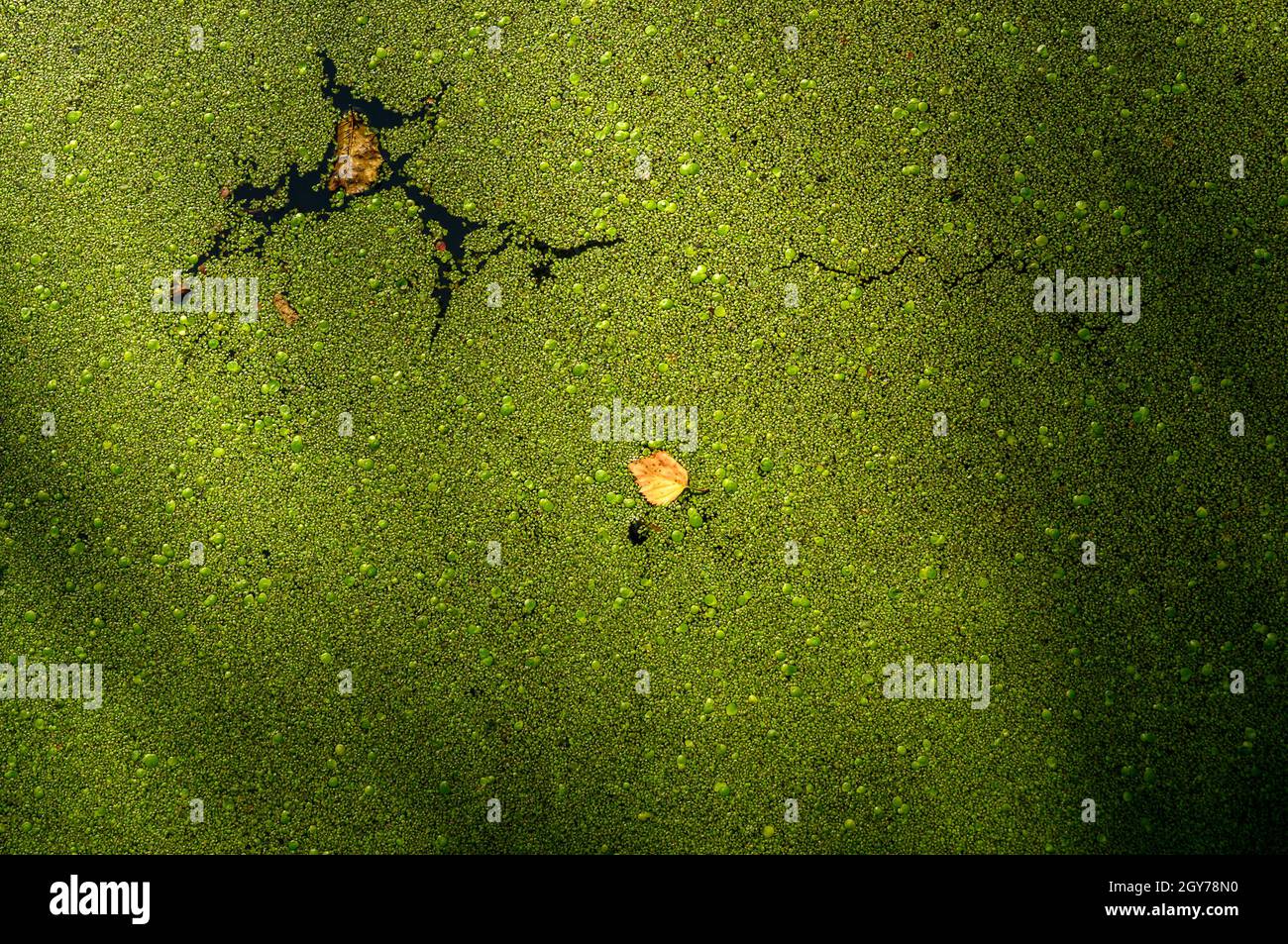 Tiny duckweed hi-res stock photography and images - Alamy