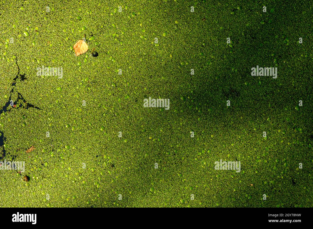 Duckweed floating on water Stock Photo - Alamy