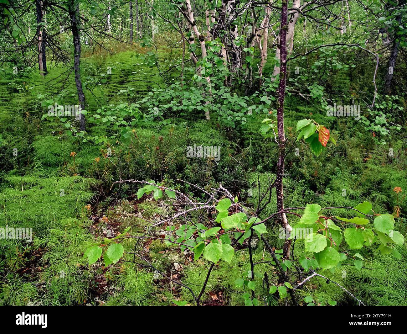 Forest litter. Leaves are moss and grass. Forest tundra landscape in ...