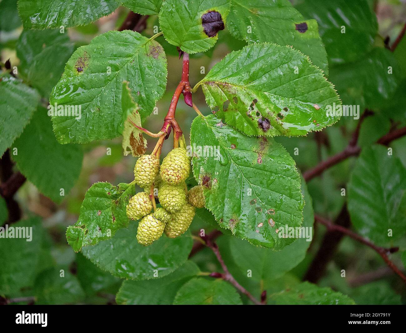 Earrings on a branch with leaves. A tree in the taiga Stock Photo - Alamy