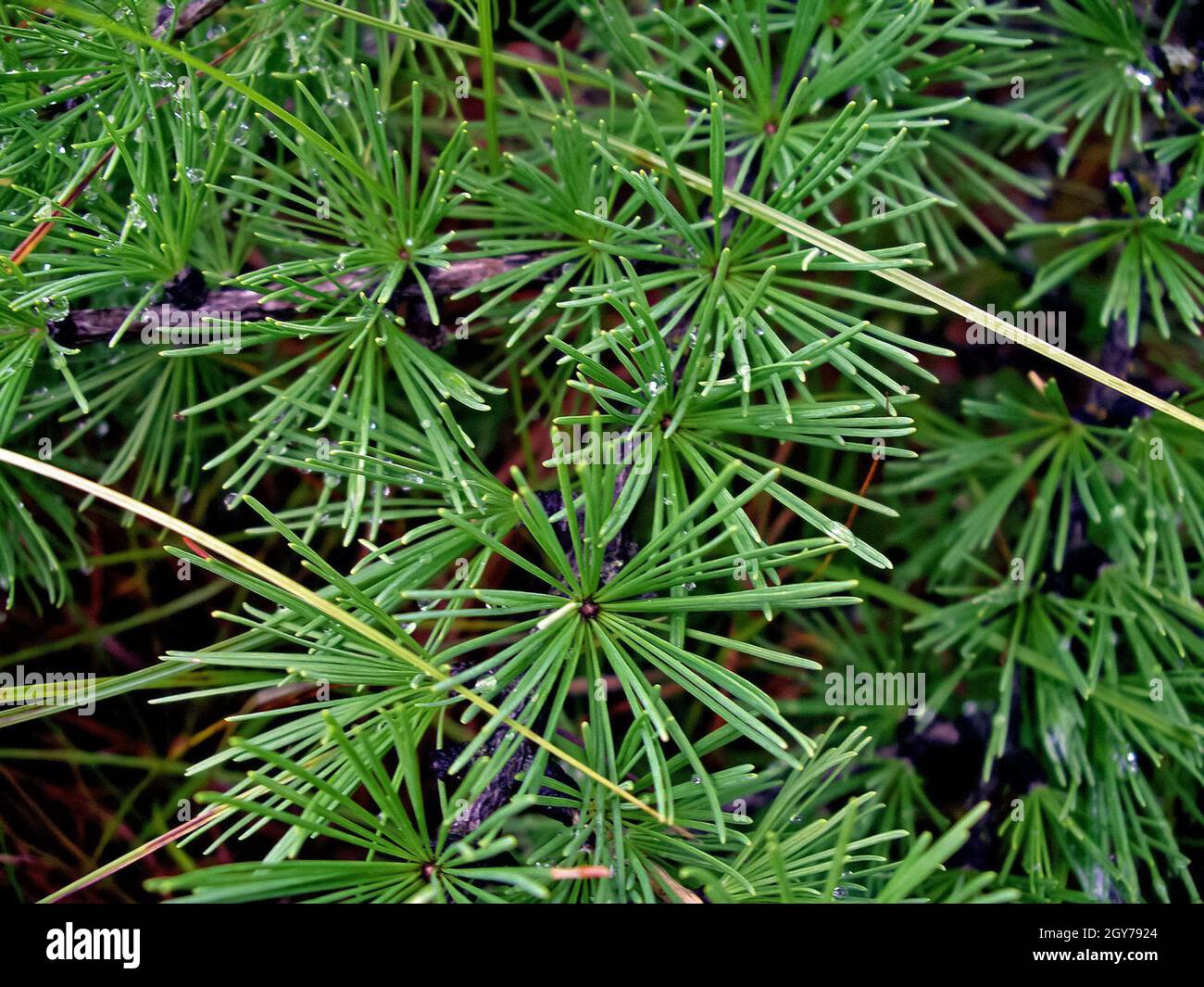 Tree is a tree. branches of pine needles. Needles of pine Stock Photo ...