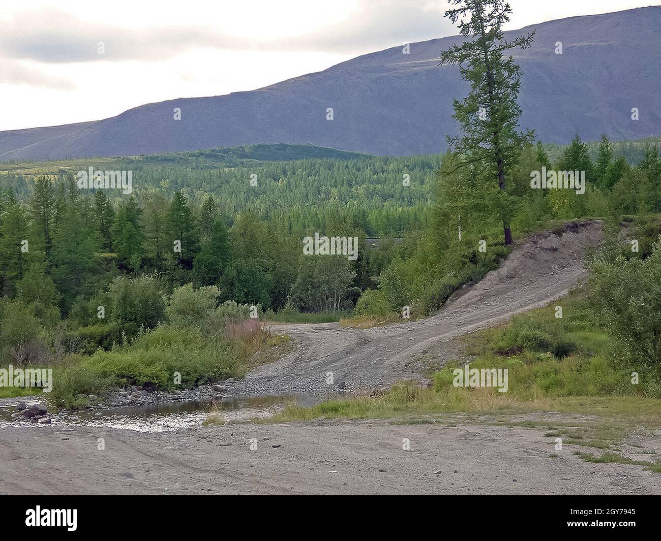 Forest tundra landscape in the summer. Taiga of Siberia. Yamal Stock ...