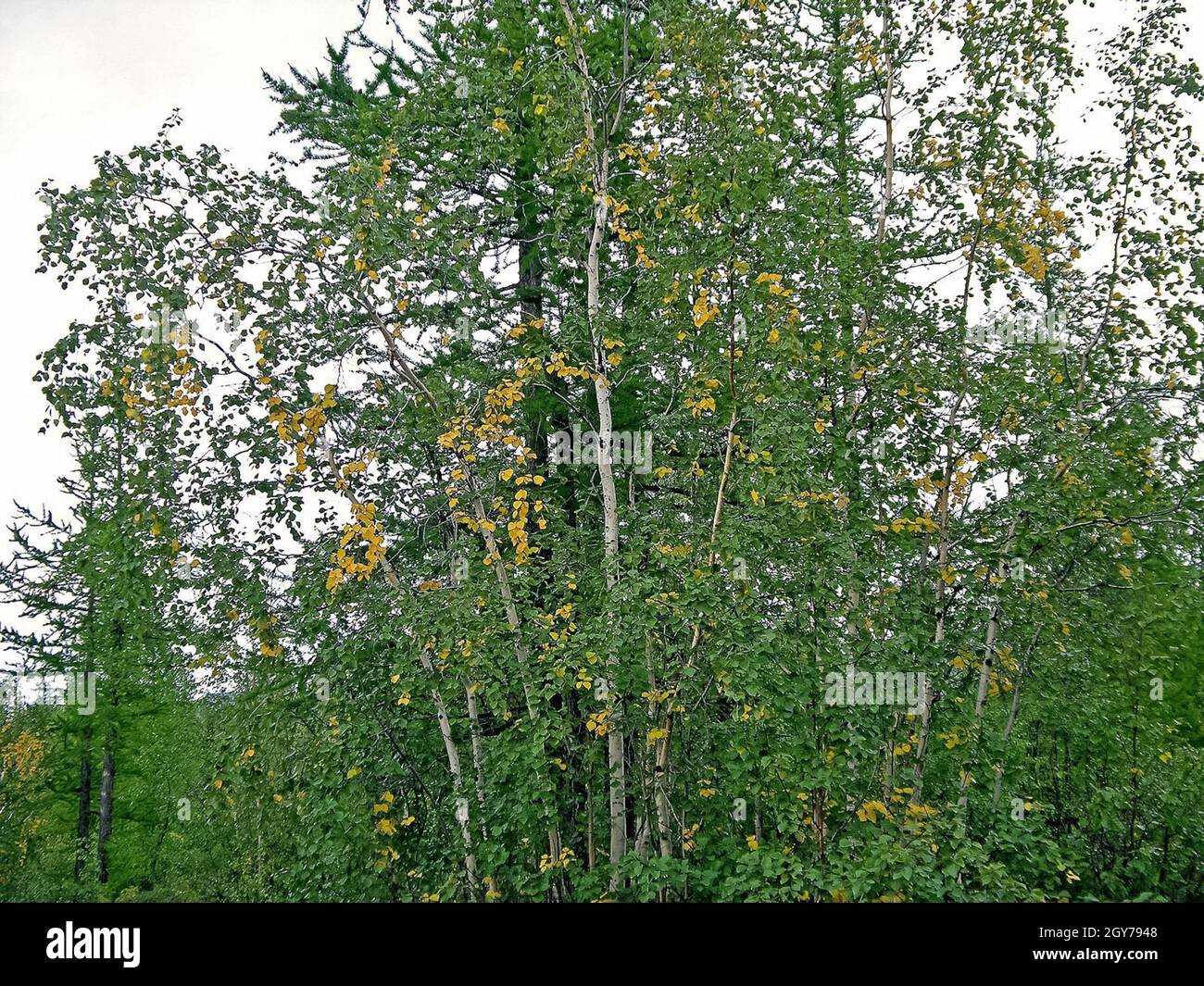 Forest tundra landscape in the summer. Taiga of Siberia. Yamal Stock ...