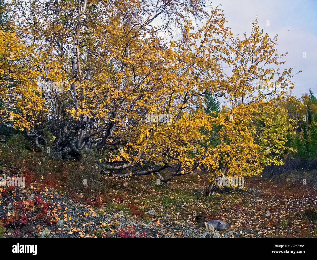 Autumn forest. The leaves of the grass and the trees turned yellow and ...