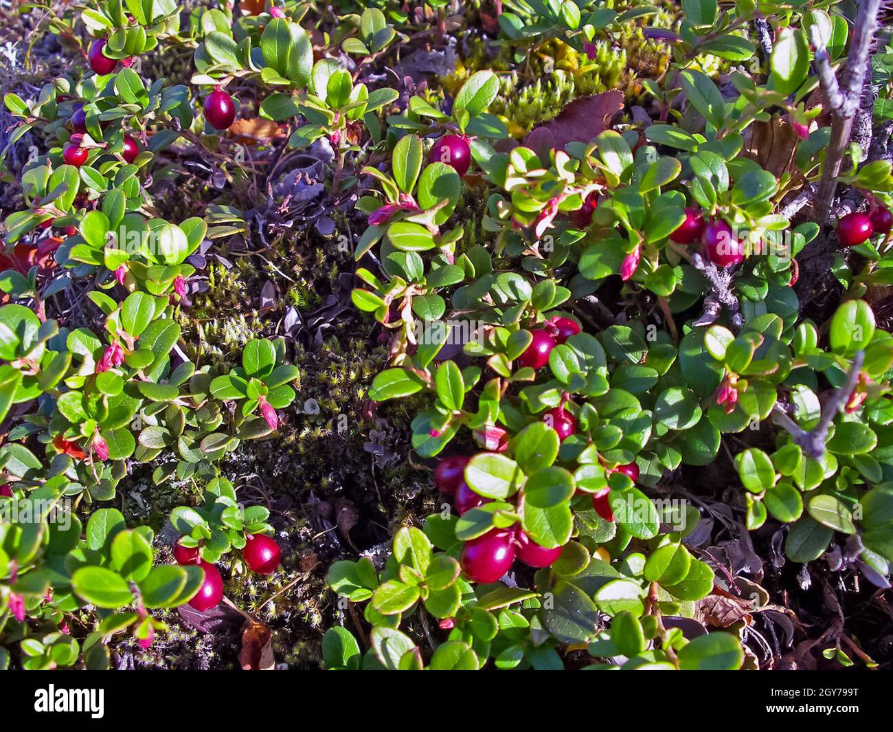 Red berries of red bilberry on bushes. Berries in the tundra Stock ...