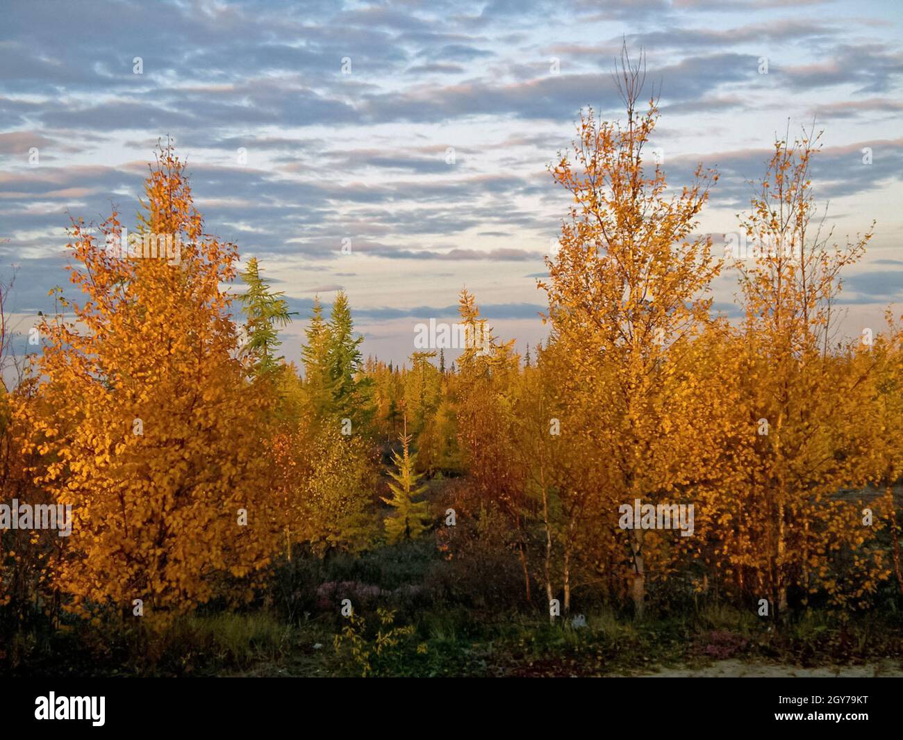 Autumn forest. The leaves of the grass and the trees turned yellow and ...