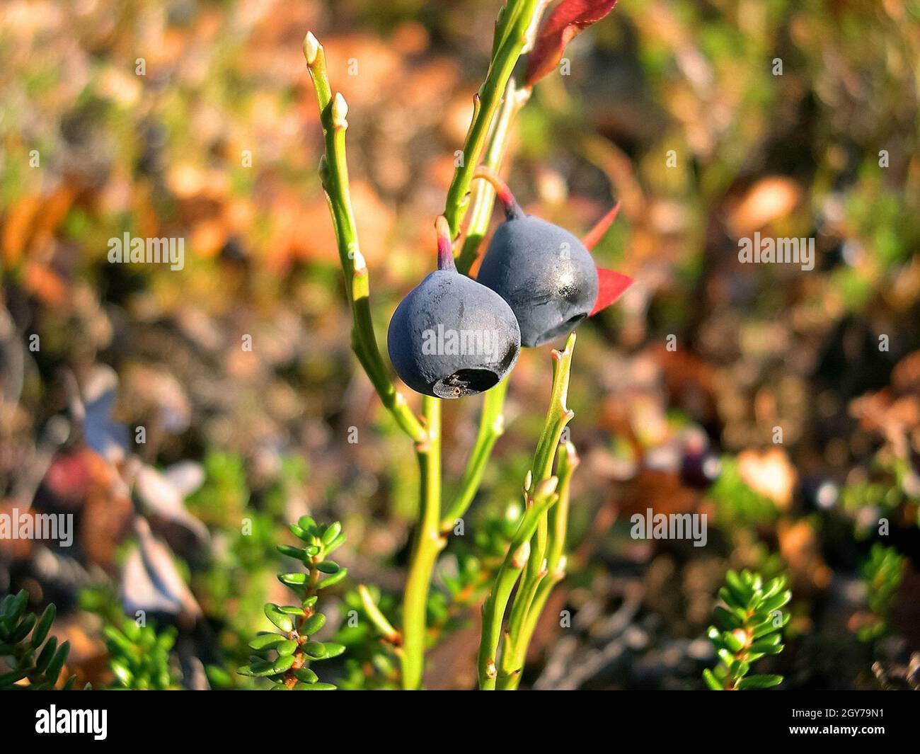 Blue berries of blueberries on the bushes. Berries in the tundra Stock ...