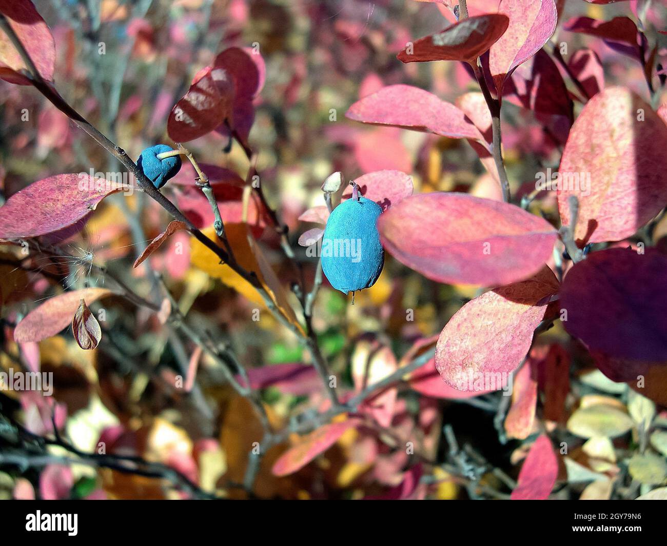 Blue berries of blueberries on the bushes. Berries in the tundra Stock ...