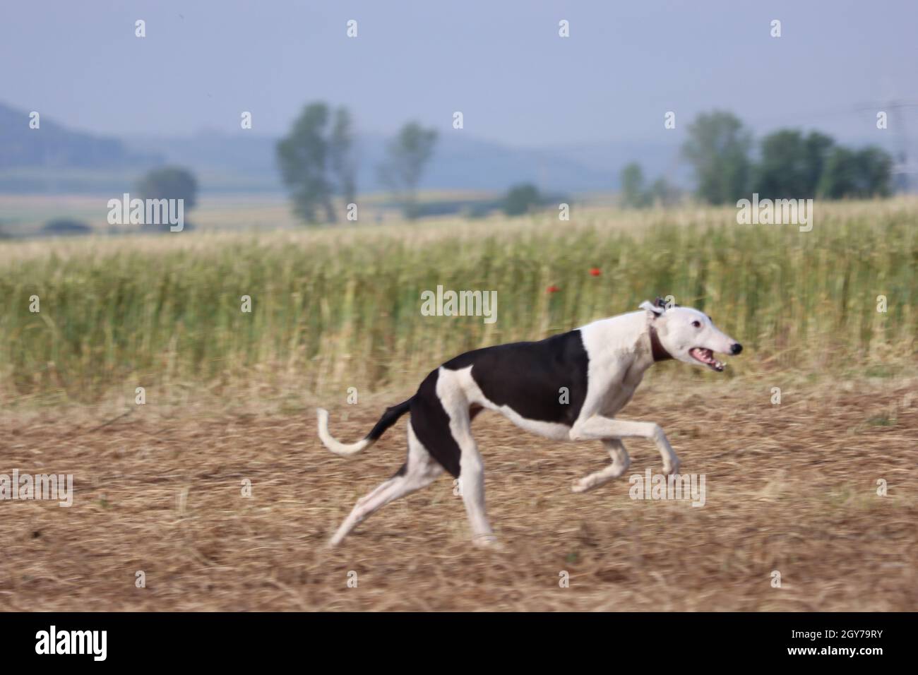 Dog chasing bike hi-res stock photography and images - Alamy