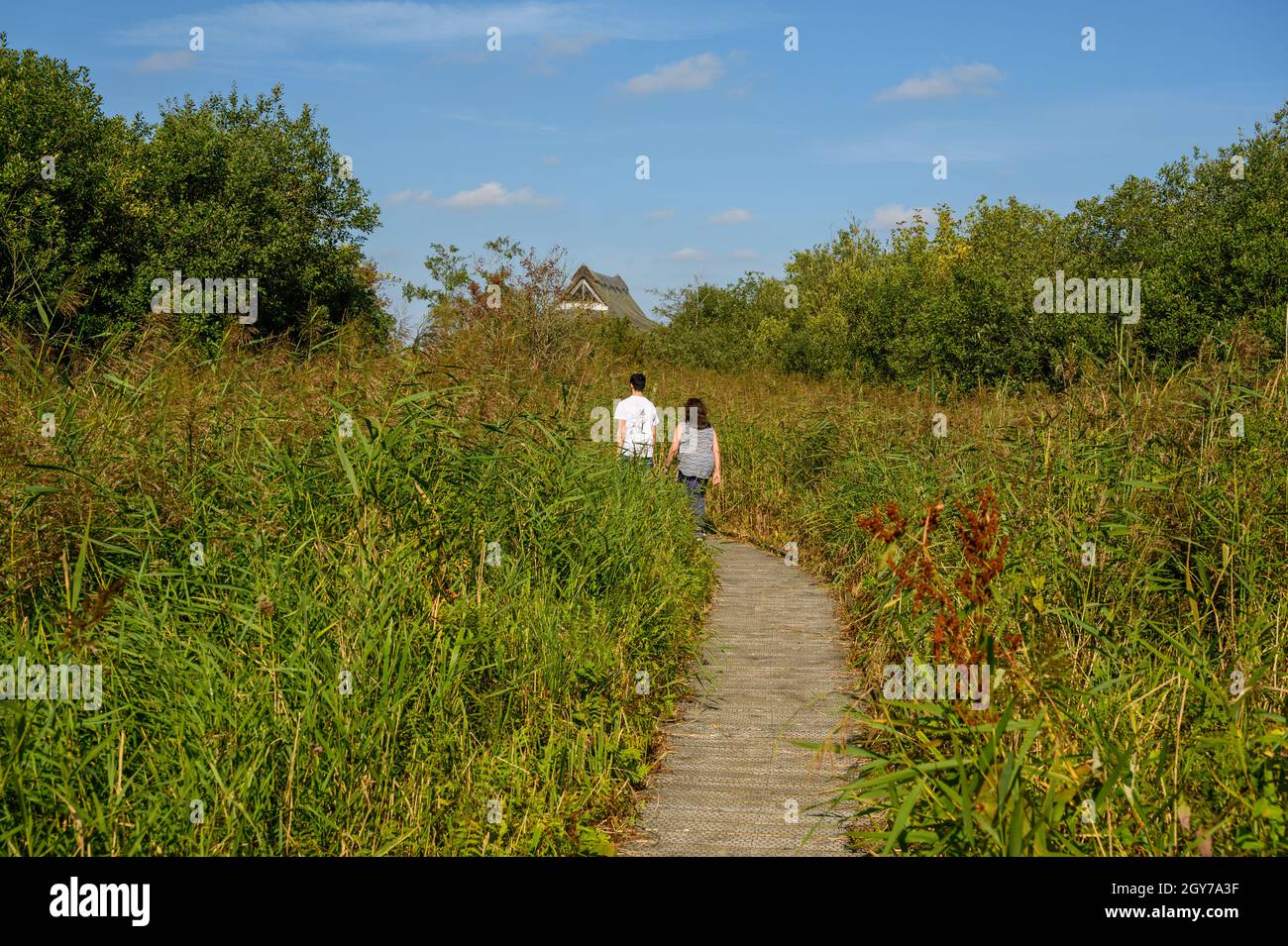 Dense vegetation hi-res stock photography and images - Alamy
